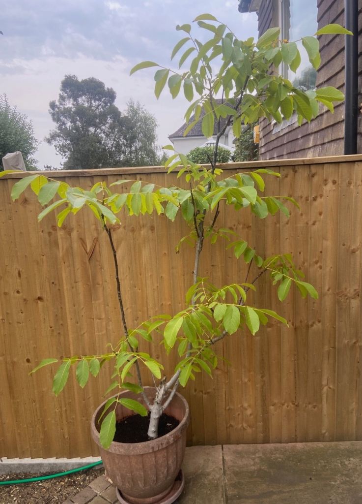 JUGLANS REGIA ENGLISH WALNUT FRUIT TREE IN LARGE 7ft+ TALL COLLECTION ...