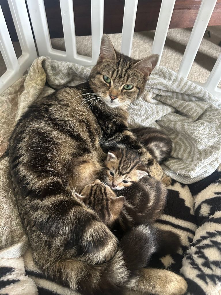 Beautiful tabby kittens - Ready now | in Haltwhistle, Northumberland ...
