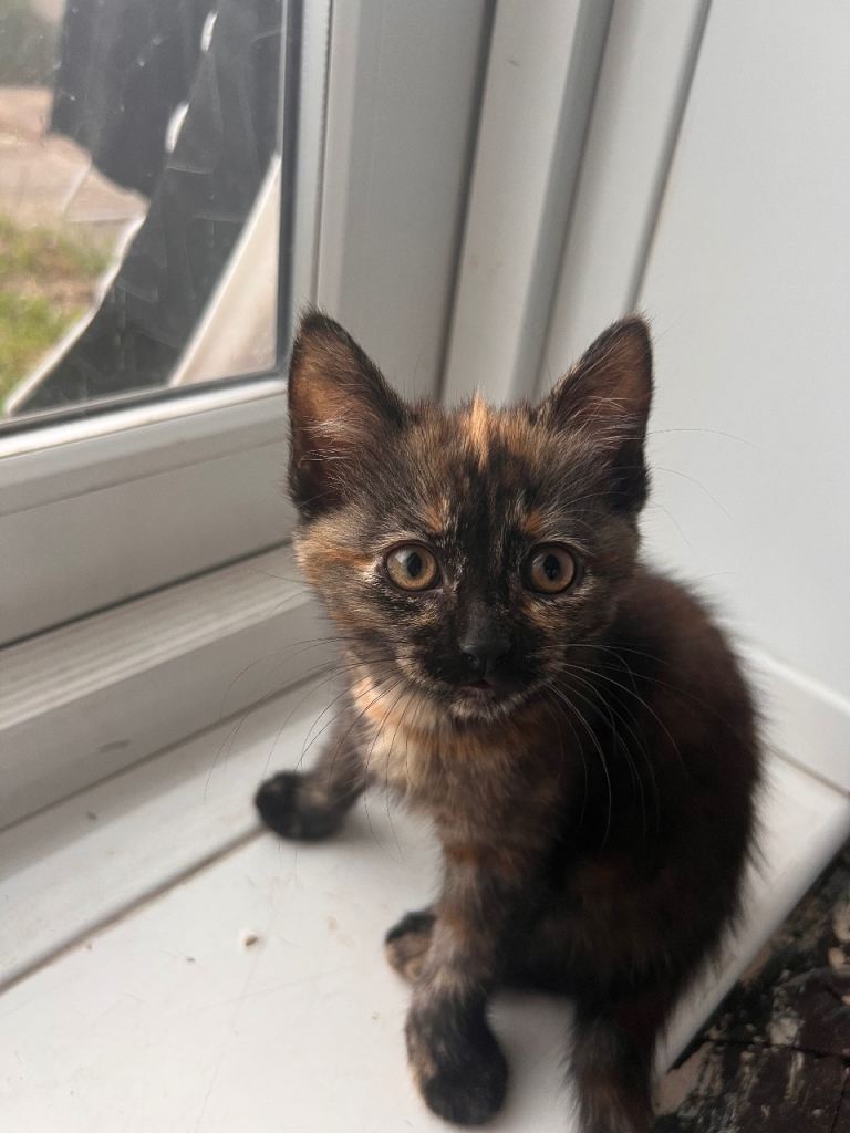 Kittens | in Brentry, Bristol | Gumtree