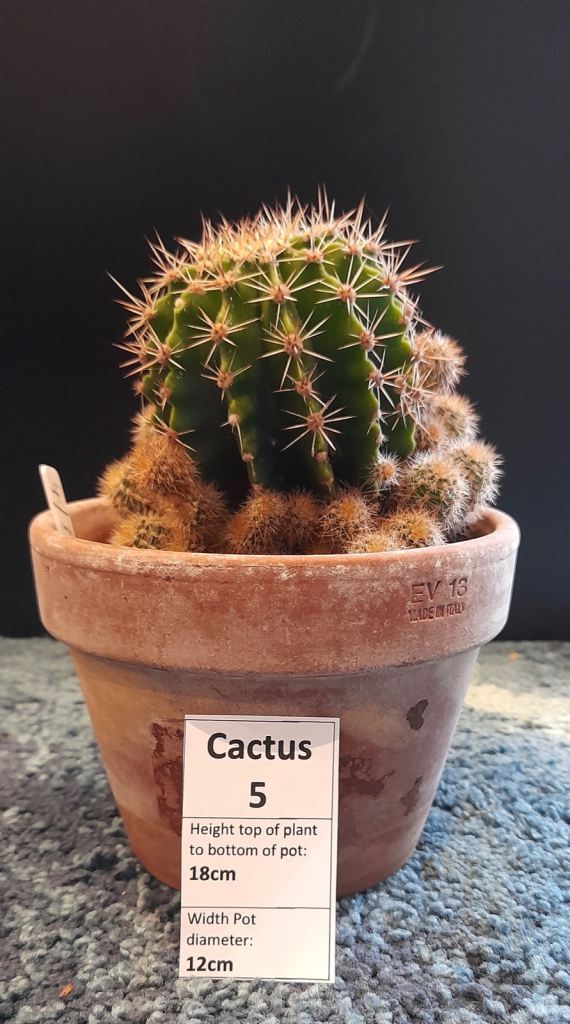 5 Large Cactus Plants in Terracotta Pots, Conservatories, House Plants ...