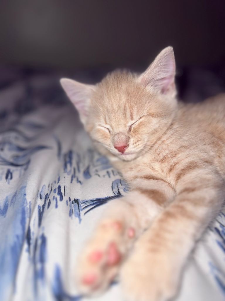 KITTENS LOOKING FOR A NEW HOME! | in Walthamstow, London | Gumtree