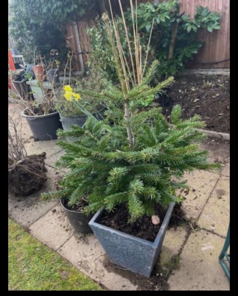 Real Christmas Tree, £9.00 for Sale in Sutton Coldfield, West Midlands ...