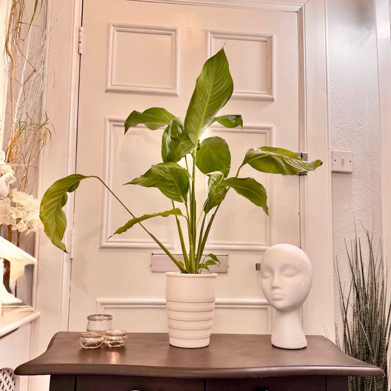 Large leaf white flowering peace lily plant in tall ceramic pot mature ...