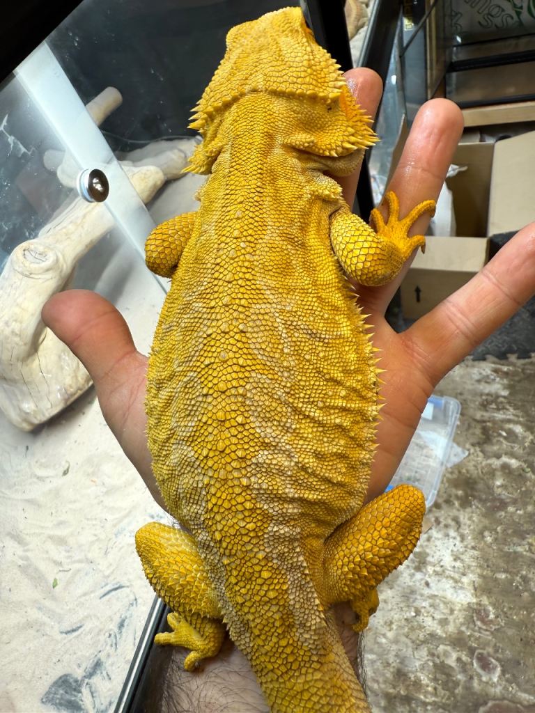 🔥 USA LINE SUPER CITRUS BEARDED DRAGON BABIES 🔥 | in York, North ...