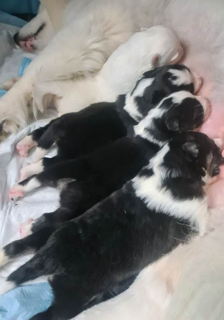 Beautiful Samoyed/Siberian Husky puppies | in Rainham, London | Gumtree
