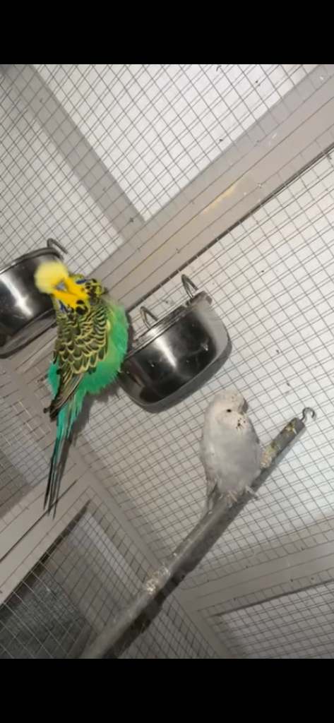 4 budgies and cage | in Paisley, Renfrewshire | Gumtree