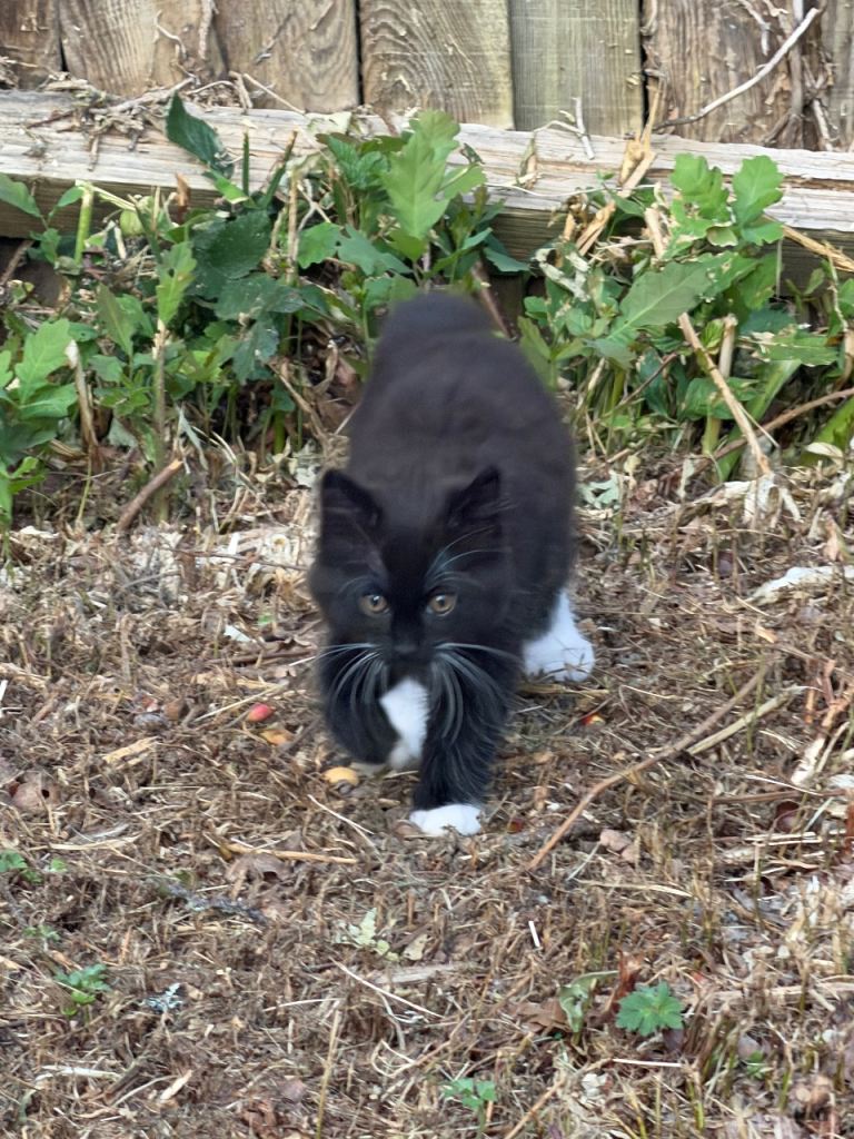 Beautiful kittens | in Crawley, West Sussex | Gumtree