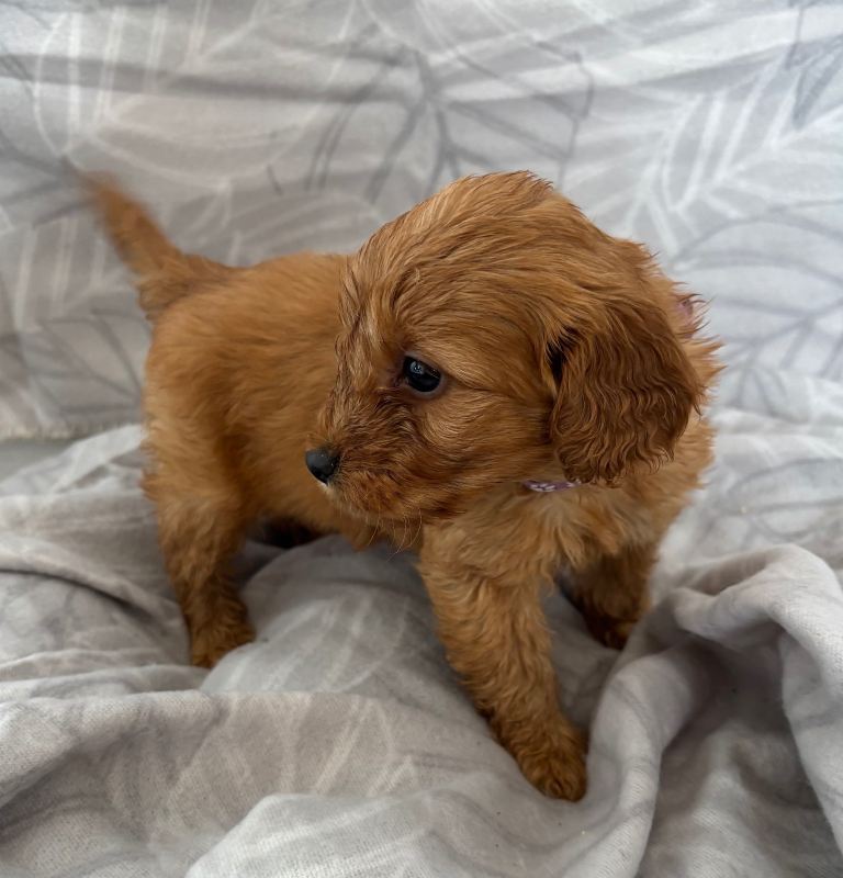 Gorgeous f1b cockapoo puppies | in Ingatestone, Essex | Gumtree
