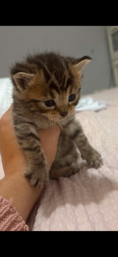 Gorgeous Maine coon x bengal kittens | in Ringwood, Hampshire | Gumtree