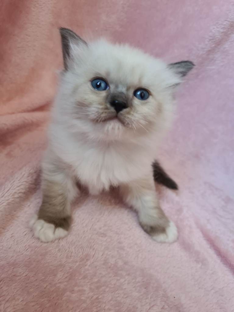 Ragdoll Kittens | in Southampton, Hampshire | Gumtree