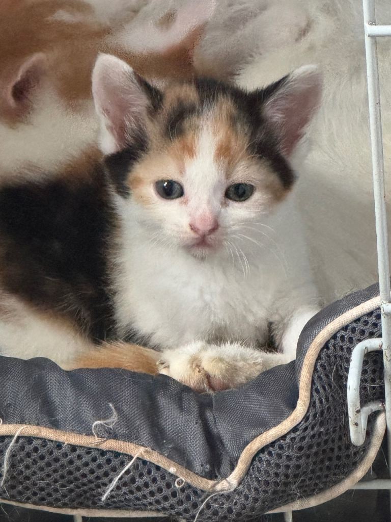Beautiful kittens | in Tooting, London | Gumtree