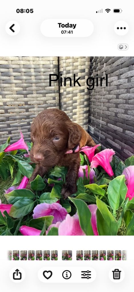 Genetic clear cockapoo puppies | in Fetcham, Surrey | Gumtree