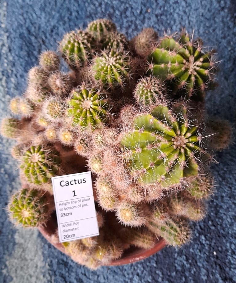 5 Large Cactus Plants in Terracotta Pots, Conservatories, House Plants ...