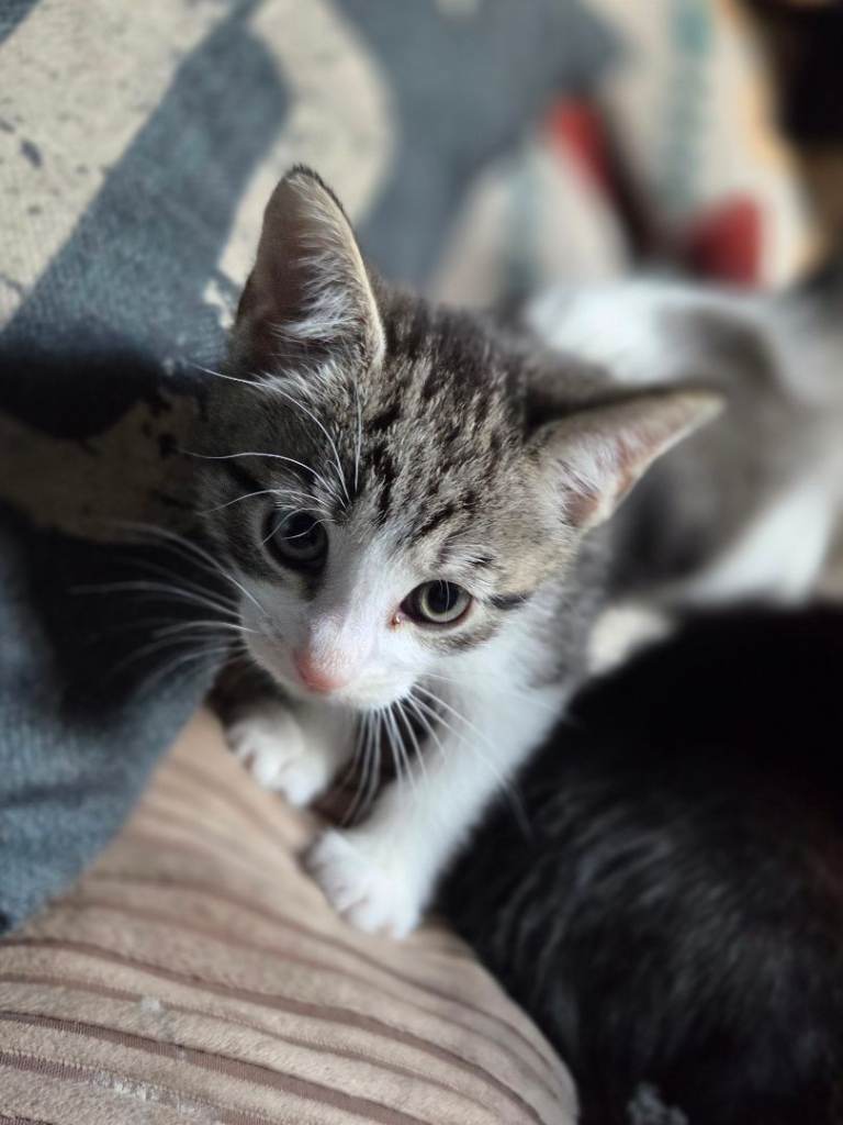 Kittens | in Hucknall, Nottinghamshire | Gumtree
