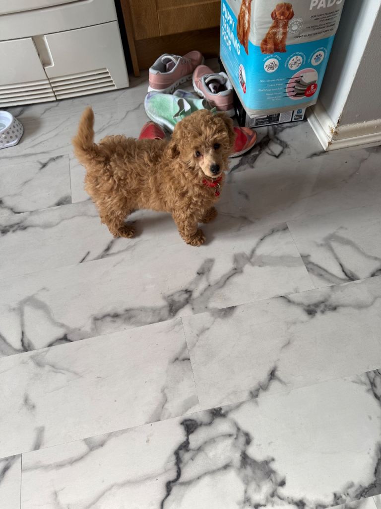 Apricot toy poodle puppy | in Portadown, County Armagh | Gumtree