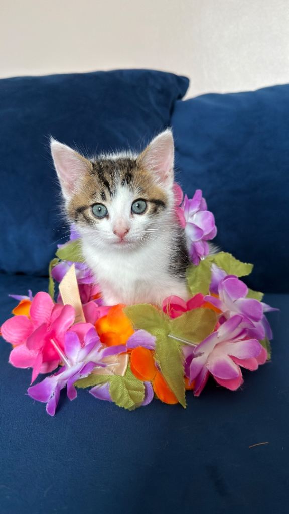 Lovely kittens | in Headington, Oxfordshire | Gumtree