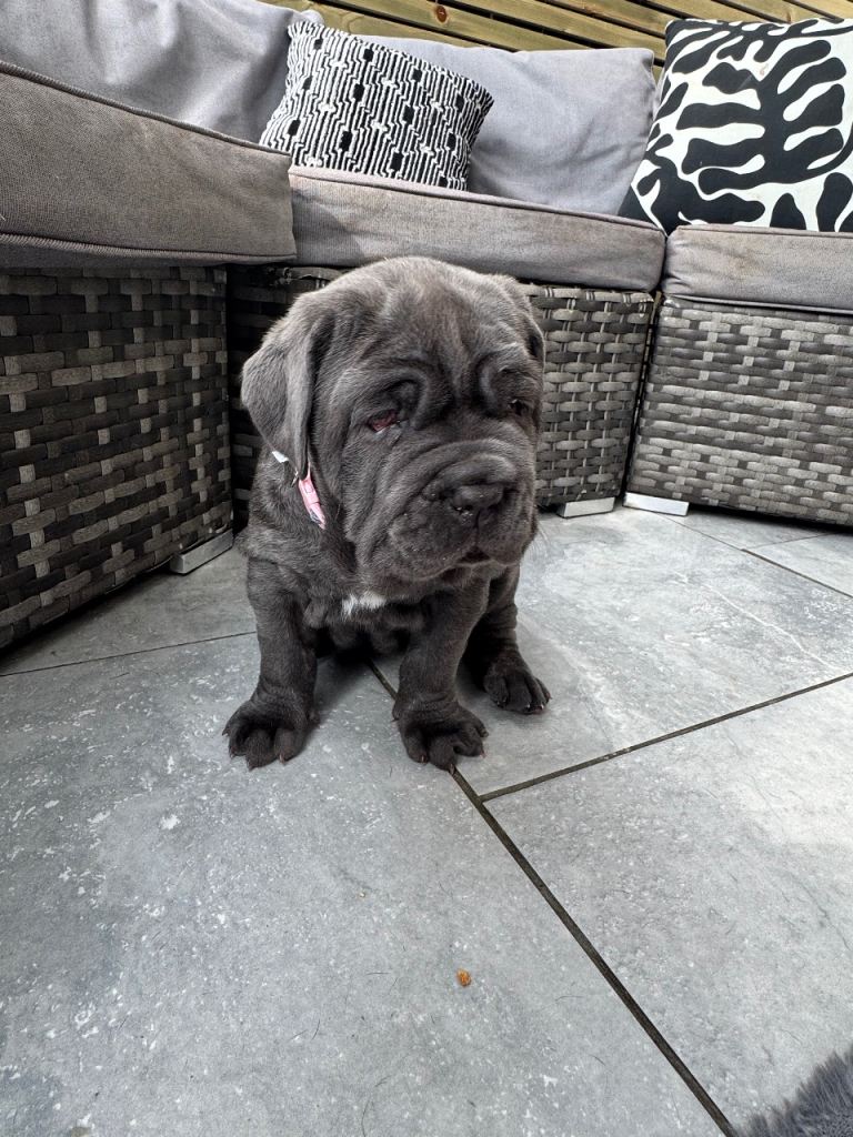 2 Neapolitan mastiff puppies Dori & dozer | in Wallsend, Tyne and Wear ...