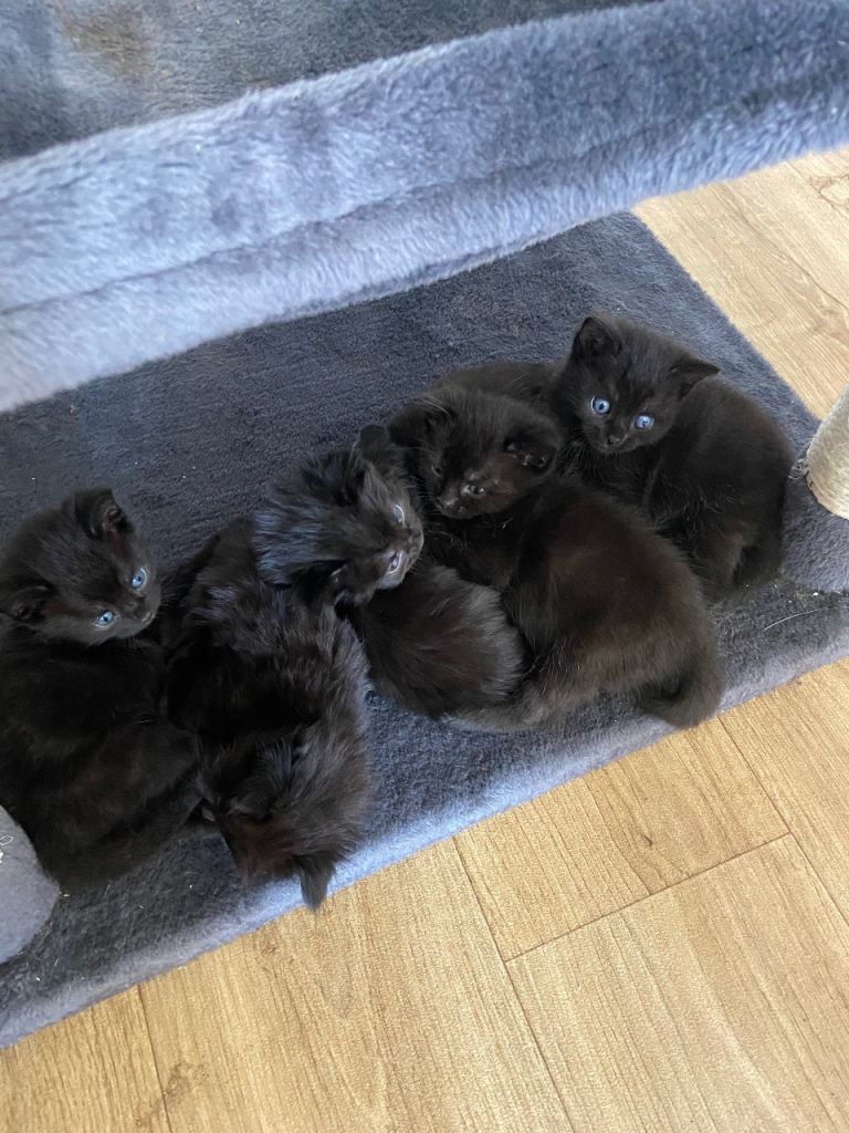 Kittens | in Ramsgate, Kent | Gumtree