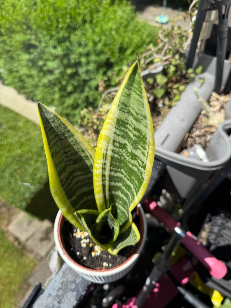 Snake Plant in Ceramic Pot , £10.00 for Sale in Southside, Glasgow ...