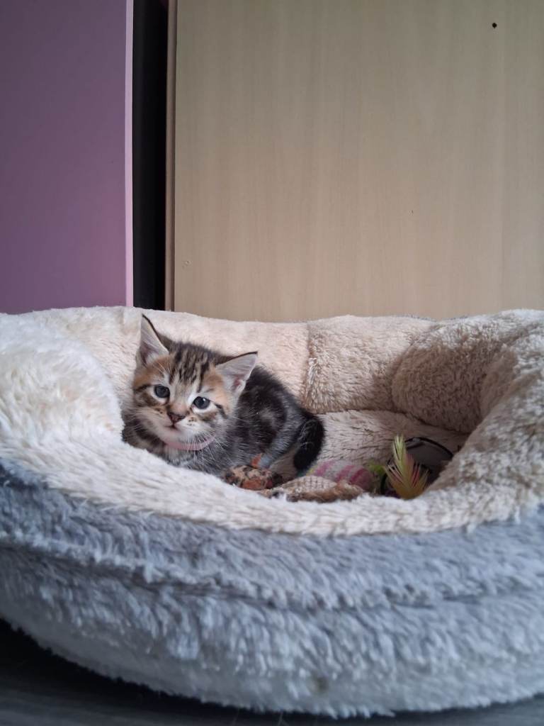 Kittens | in Dromore, County Down | Gumtree