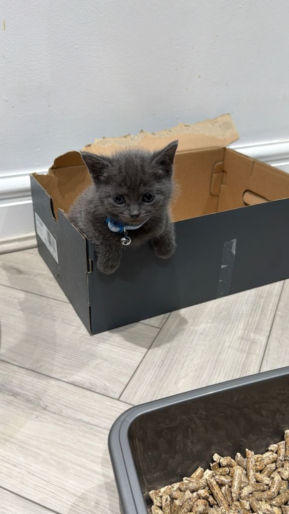 Beautiful silver mixes tabby cat | in Shirley, West Midlands | Gumtree