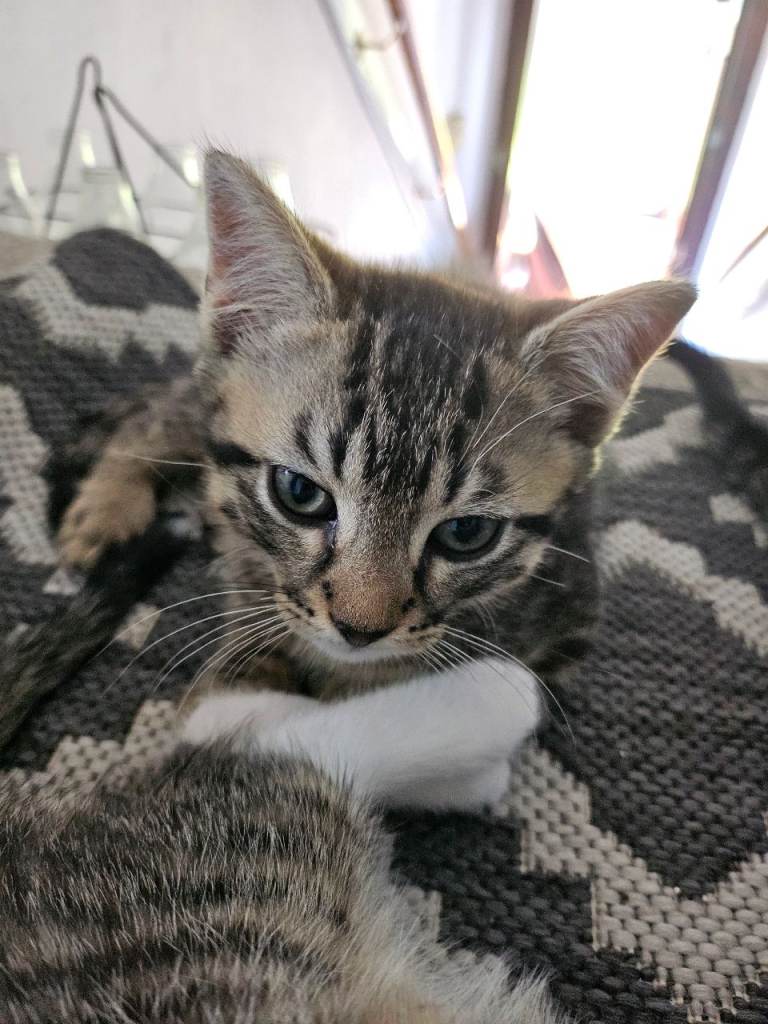 Kittens | in Buckhaven, Fife | Gumtree