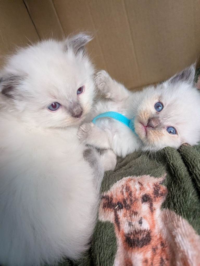 3baby ragdoll kittens | in Southport, Merseyside | Gumtree