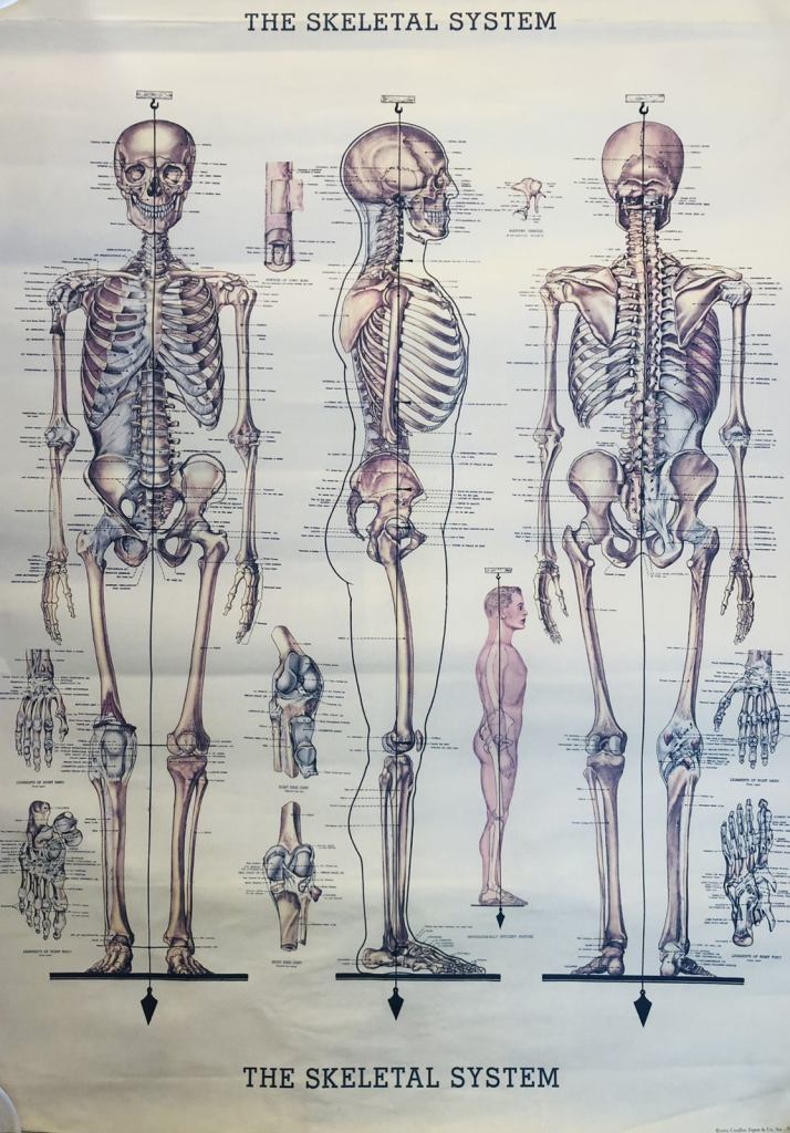Original skeletal system educational poster | in Southampton, Hampshire ...