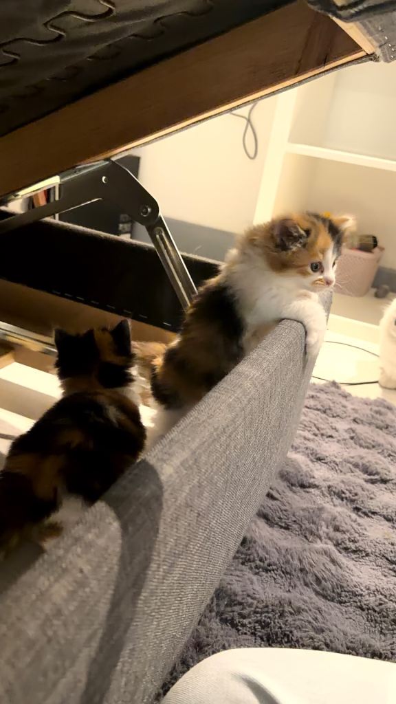 Ragdoll kittens | in Bletchley, Buckinghamshire | Gumtree