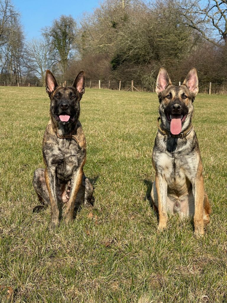 Dutch Shepherd Puppies | in East Grinstead, West Sussex | Gumtree