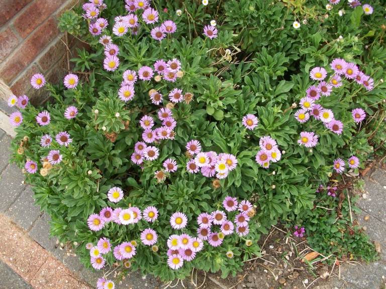 Erigeron Glaucus 'Sea Breeze' Hardy Cottage Garden Perennial Plant | in ...