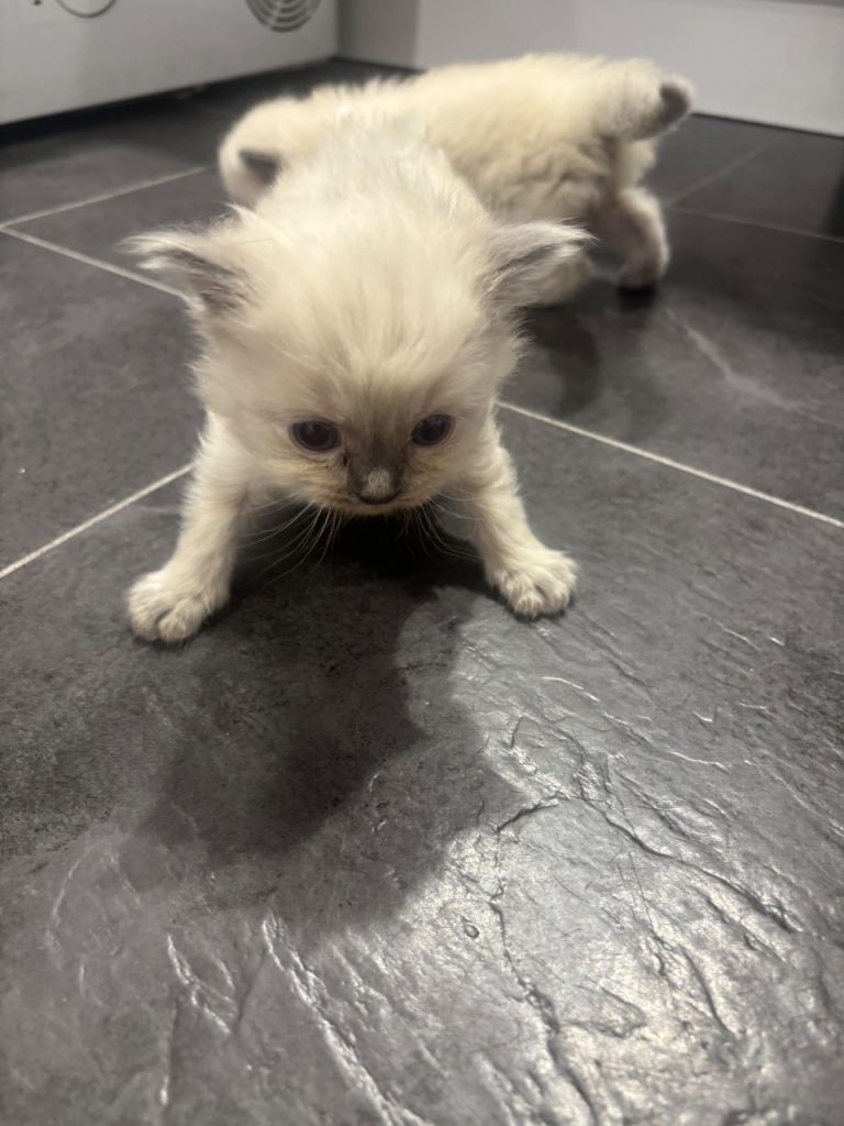 Beautiful ragdoll kittens | in Carlton Colville, Suffolk | Gumtree
