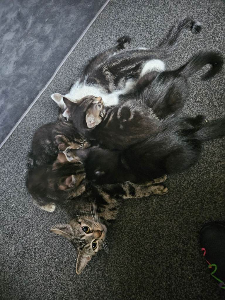 Tabby x ragdoll kittens | in Wolverhampton, West Midlands | Gumtree