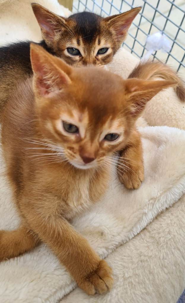 Pedigree abyssinian kittens | in Lawford, Essex | Gumtree