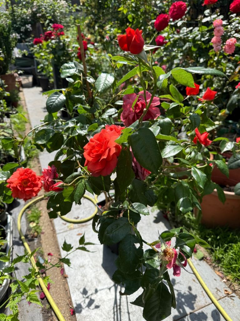 Deep orange bush rose plant | in Newham, London | Gumtree