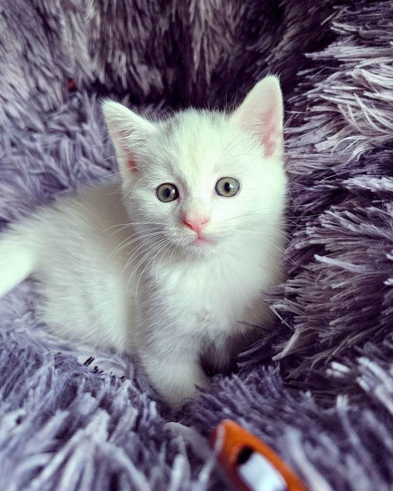 Two adorable Kittens two females | in Southampton, Hampshire | Gumtree