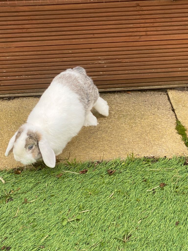 Mini lop rabbit in Gosport - UK Free Classified Ads - Pets for Sale ...