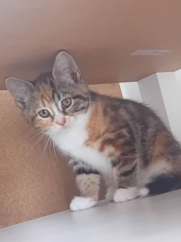 Kittens | in Huddersfield, West Yorkshire | Gumtree