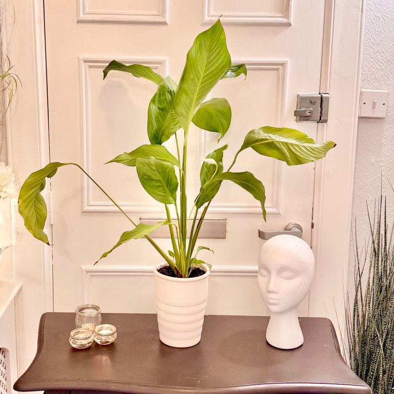 Large leaf white flowering peace lily plant in tall ceramic pot mature ...