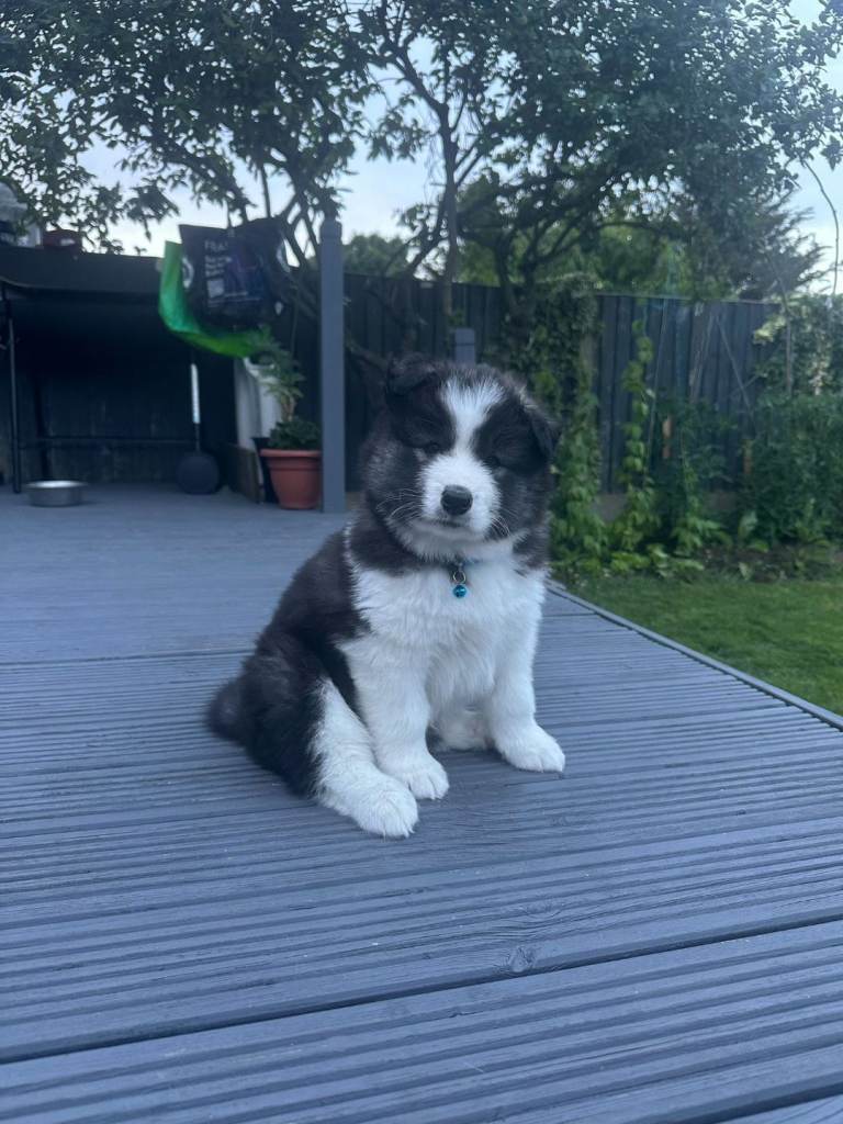 Beautiful Samoyed/Siberian Husky puppies | in Rainham, London | Gumtree