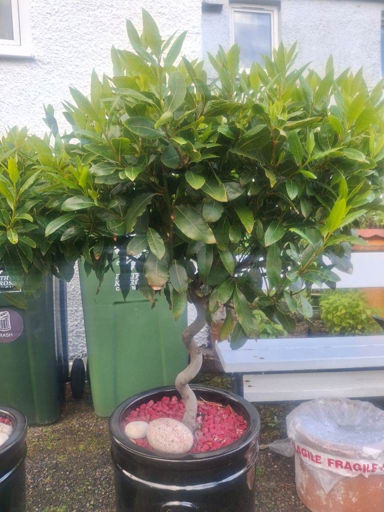 Corkscrew bay trees | in Crieff, Perth and Kinross | Gumtree
