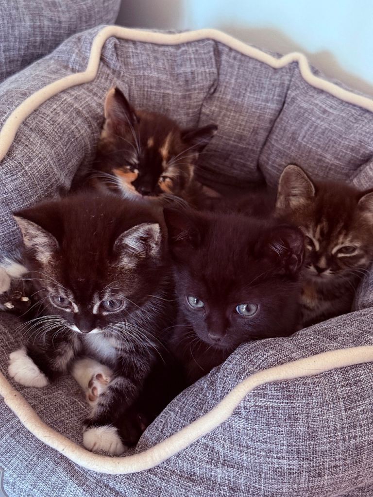 Litter-Trained, Friendly Kittens Available | in Enfield, London | Gumtree