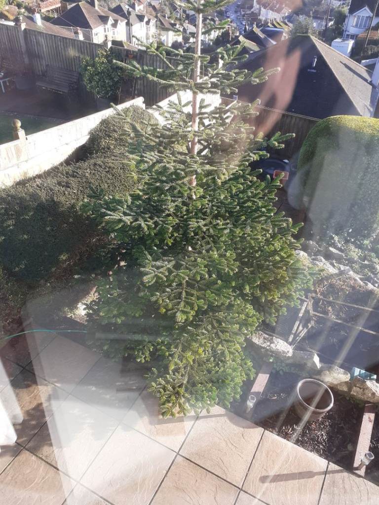 REAL CHRISTMAS TREE | in Preston, Devon | Gumtree