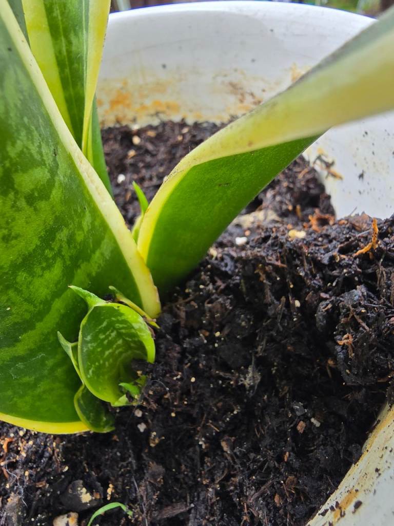 House plant | in Fishponds, Bristol | Gumtree