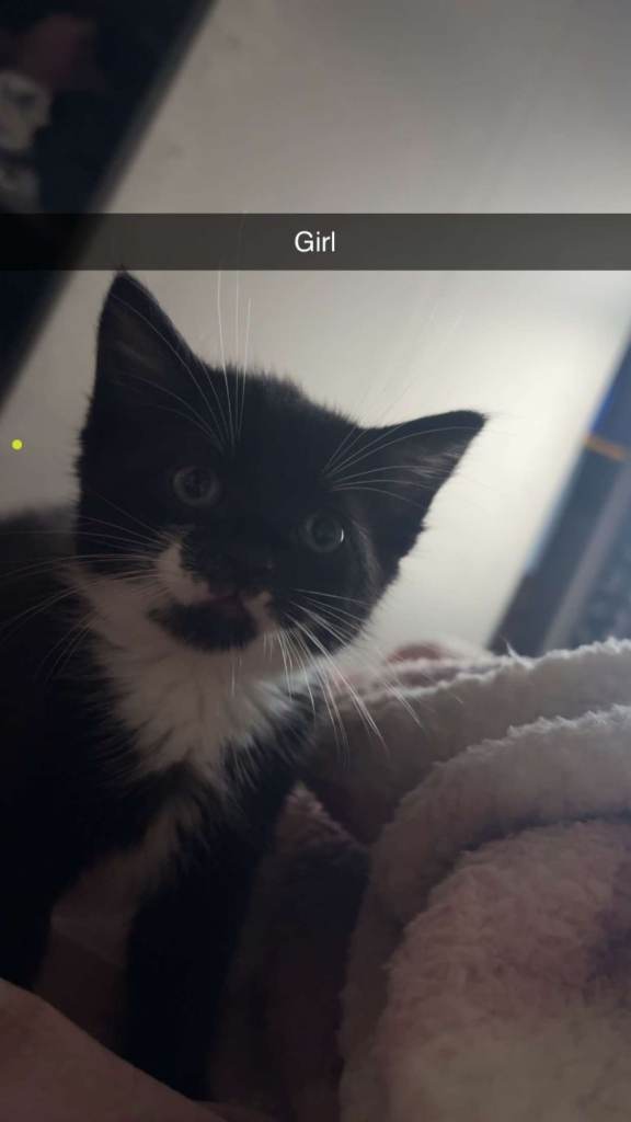 Beautiful kittens | in Portadown, County Armagh | Gumtree