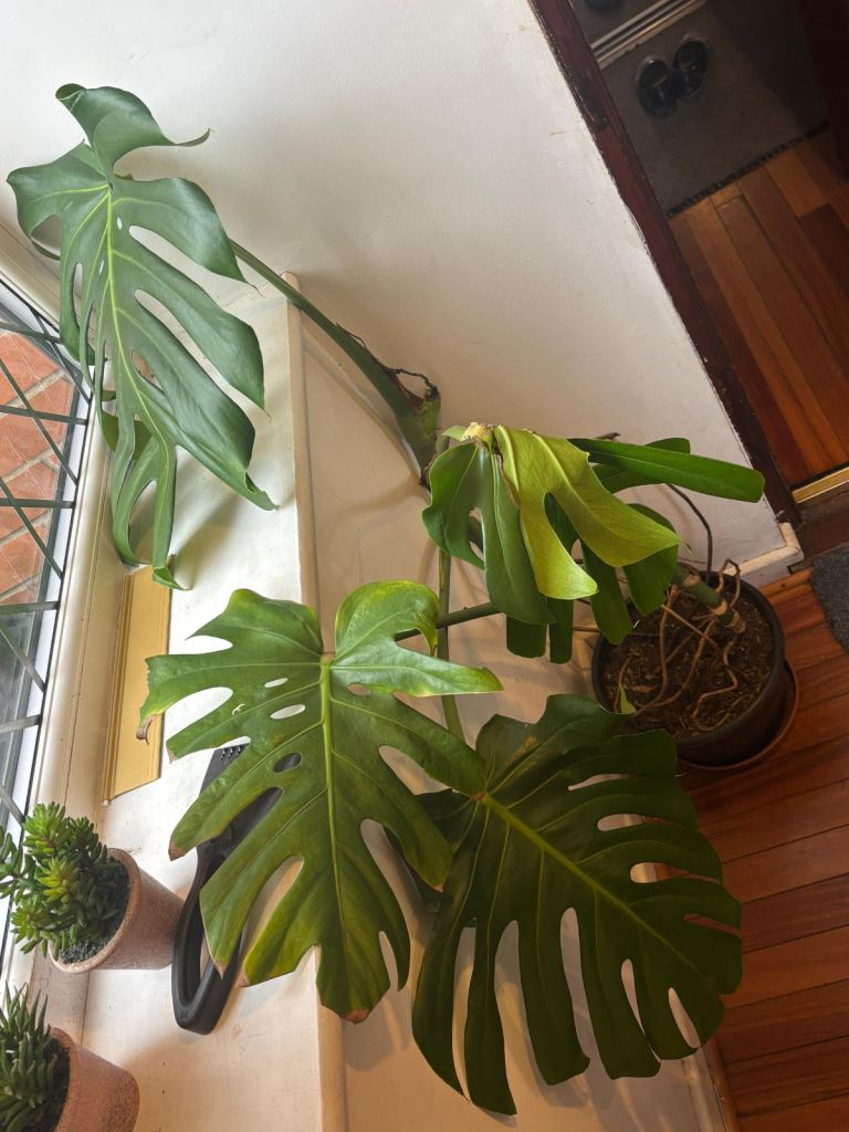 Large Monstera Deliciosa (Swiss Cheese Plant) – Mature Indoor Plant for ...