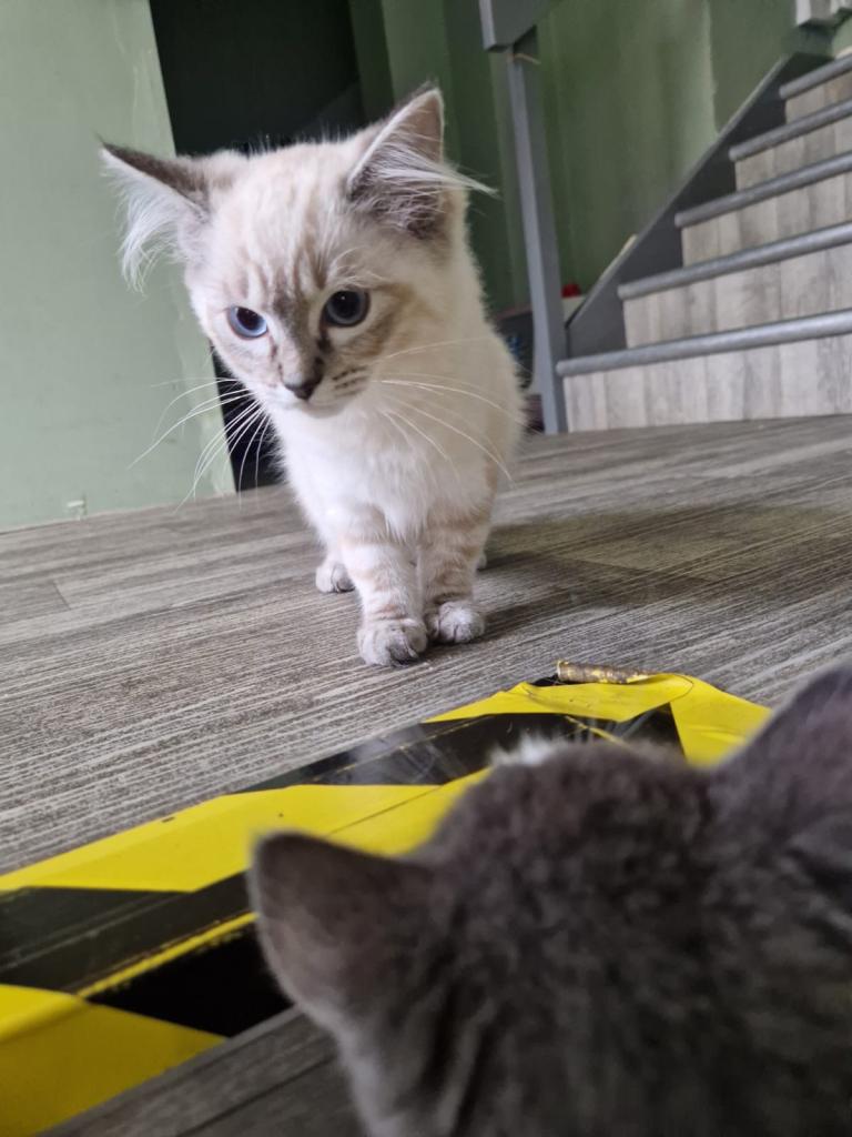 Ragdoll kittens | in Stoke-on-Trent, Staffordshire | Gumtree
