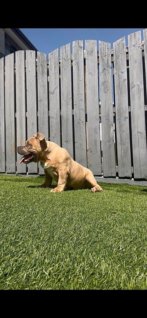 Pocket bully puppy | in Ballyclare, County Antrim | Gumtree