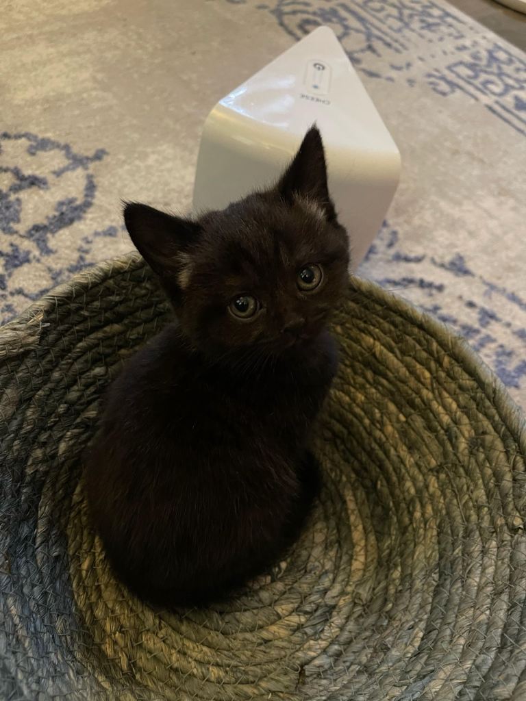 Adorable BSH kitties | in Barnet, London | Gumtree