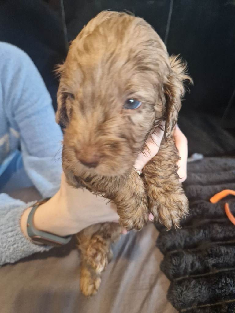 Cockapoo puppies | in Dukinfield, Manchester | Gumtree